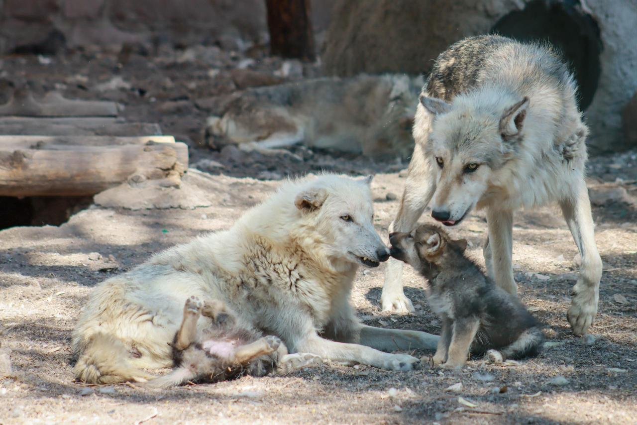 El Lobo, símbolo de identidad y fortaleza de Durango – Contexto de Durango